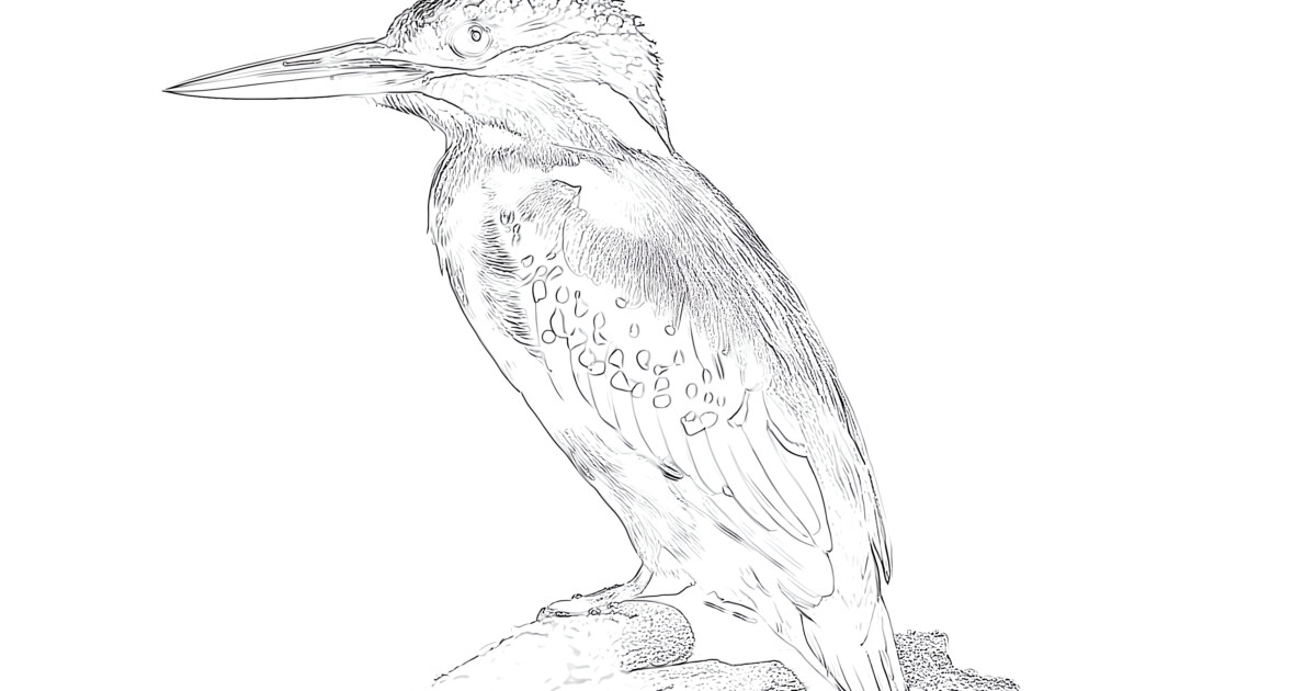 Kingfisher bird coloring page - Mimi Panda