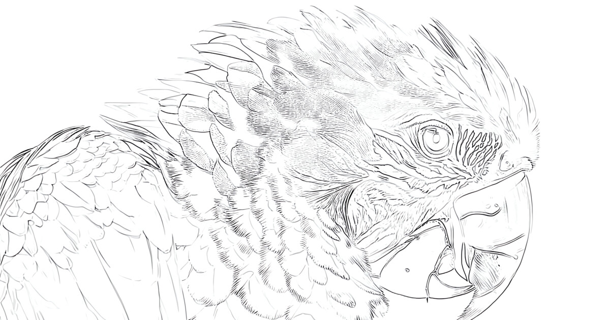 Blue and Yellow Macaw coloring page - Mimi Panda