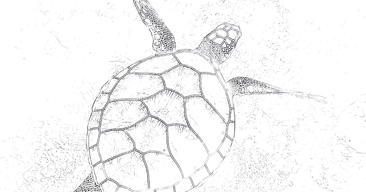 Turtle in water coloring page - Mimi Panda