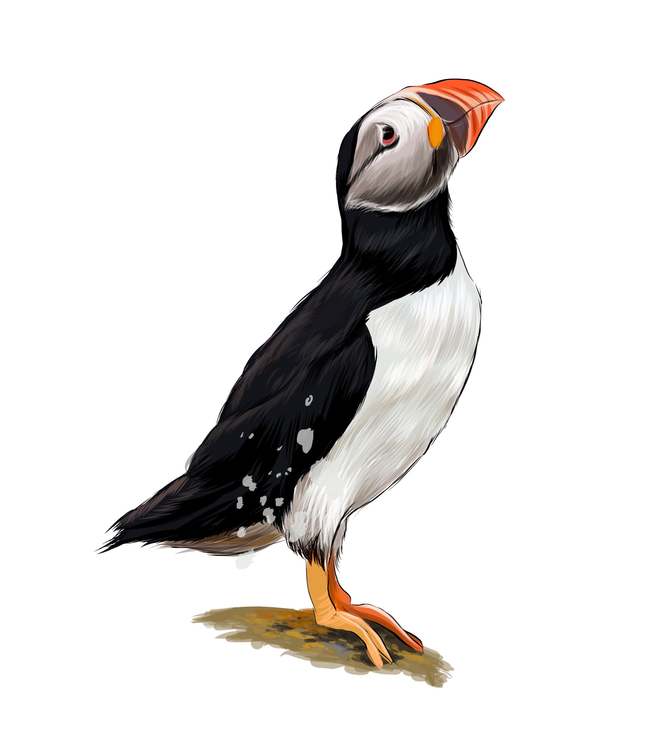 Atlantic Puffin coloring page - Mimi Panda