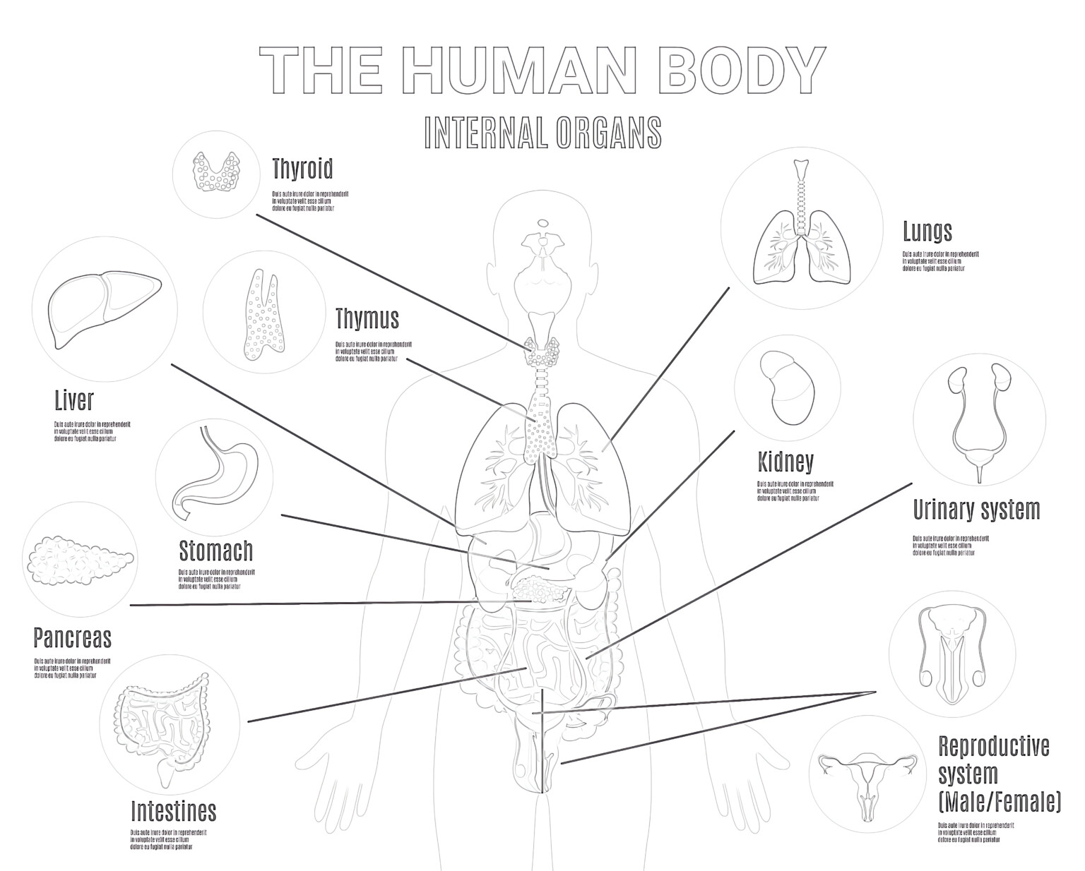 Printable Human Internal Organs Coloring Page - Mimi Panda