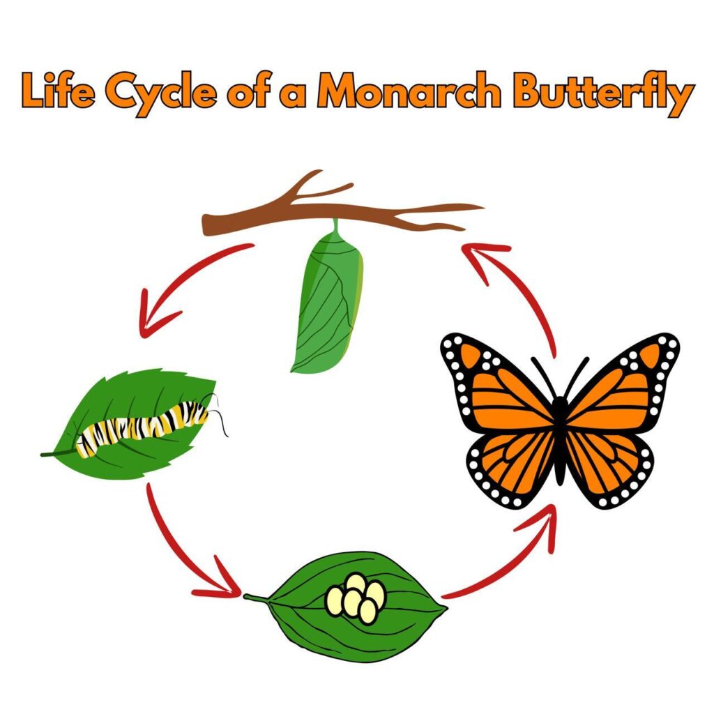 Life Cycle Of Monarch Butterfly Coloring Page | Coloring Pages Mimi Panda