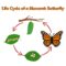 Life Cycle Of Monarch Butterfly Coloring Page | Coloring Pages Mimi Panda