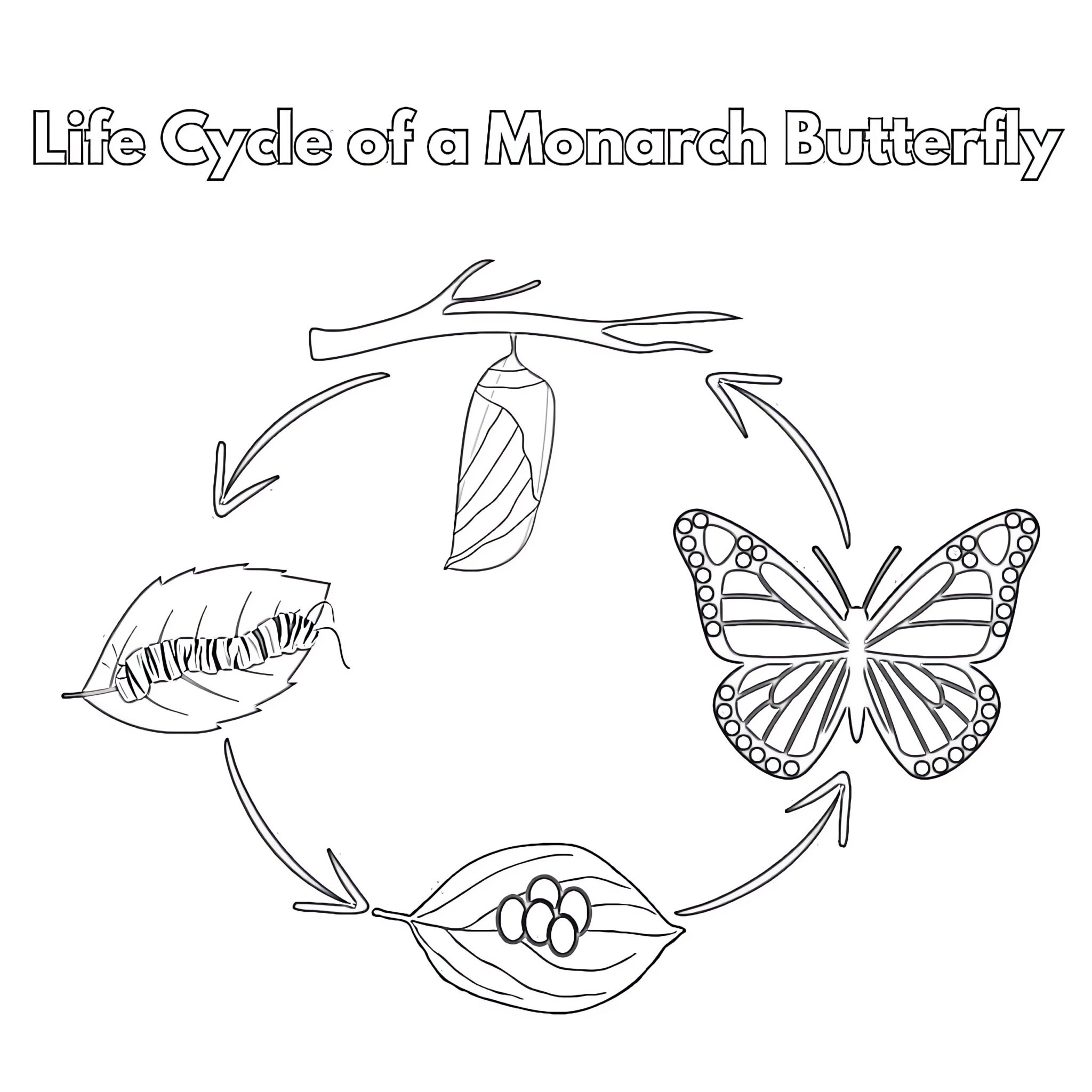 Life Cycle Of Monarch Butterfly Coloring Page | Coloring Pages Mimi Panda