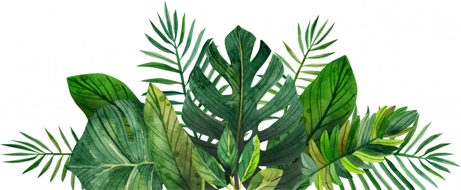 Printable Tropical Leaves Coloring Page - Mimi Panda