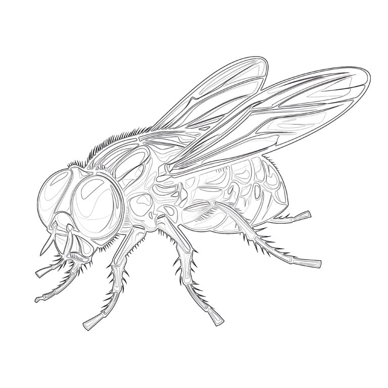 Fly Insect Coloring Page | Coloring Pages Mimi Panda