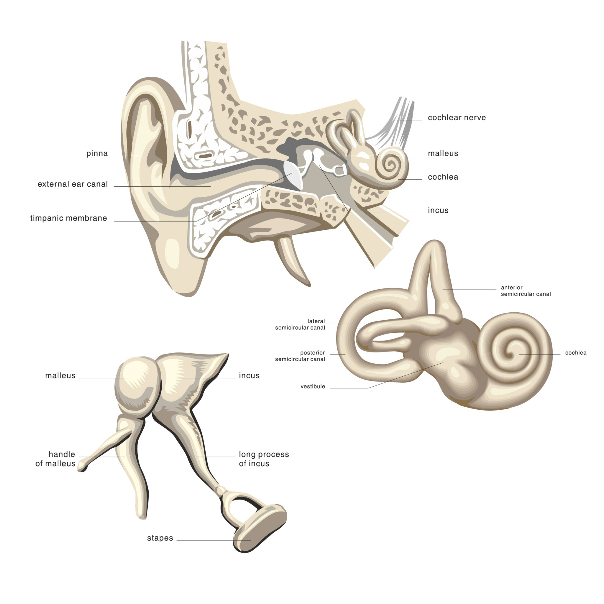 Printable Anatomy Of The Ear Coloring Page - Mimi Panda