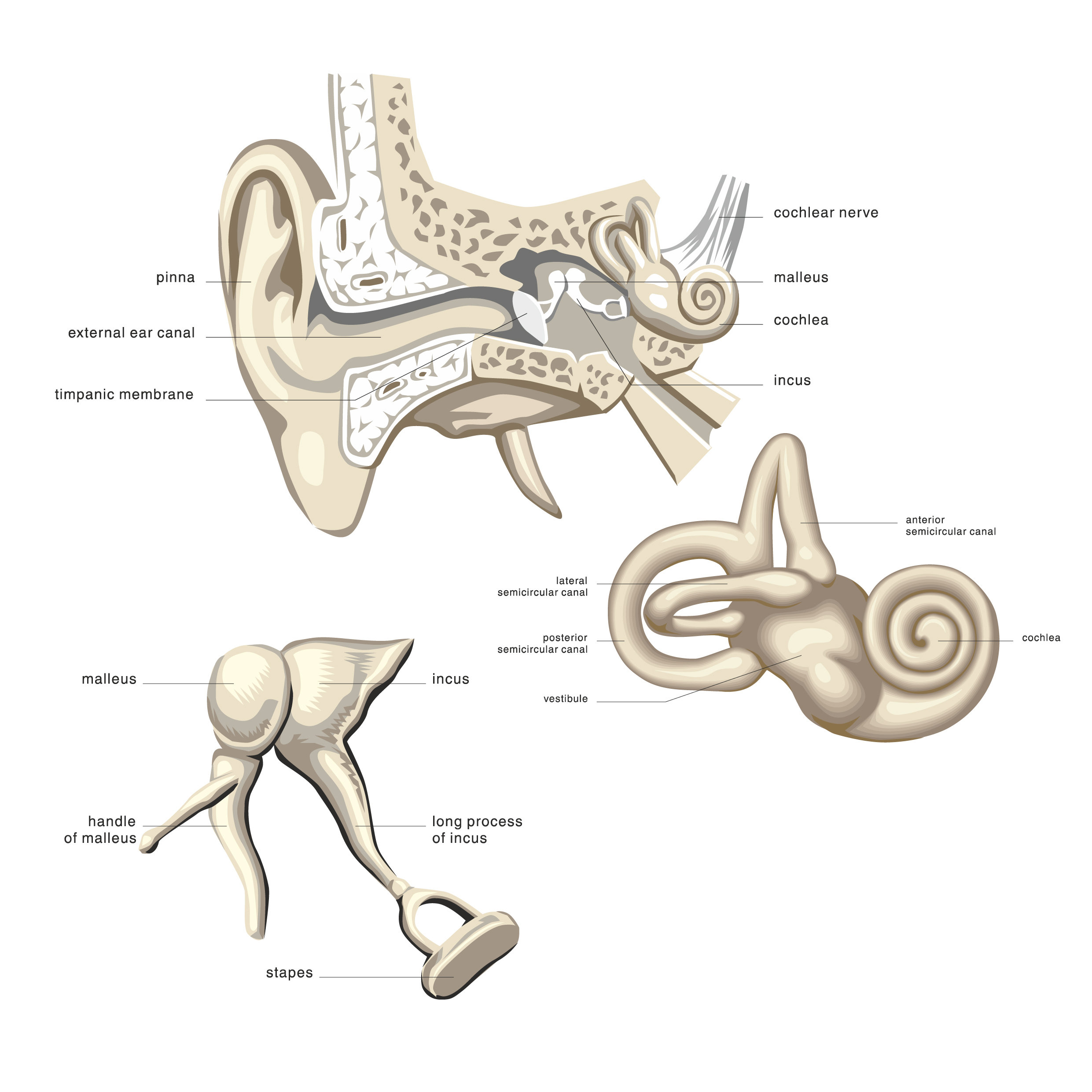 Anatomy Of The Ear coloring page - Mimi Panda