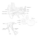 Printable Anatomy Of The Ear Coloring Page - Mimi Panda