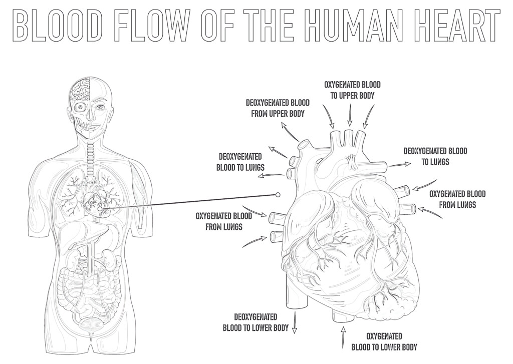 Printable Blood Flow Of The Human Coloring Page - Mimi Panda