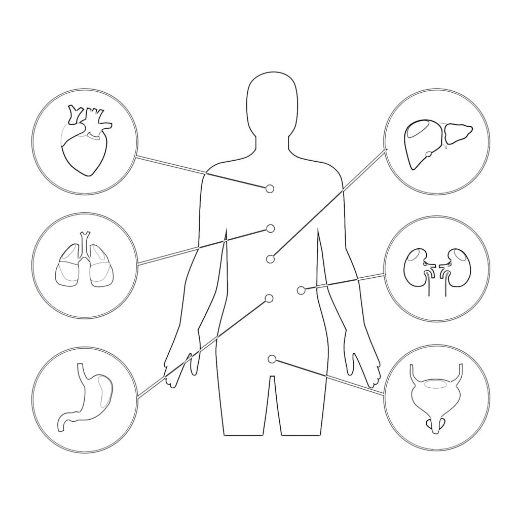 Blood Flow Of The Human Coloring Page | Coloring Pages Mimi Panda