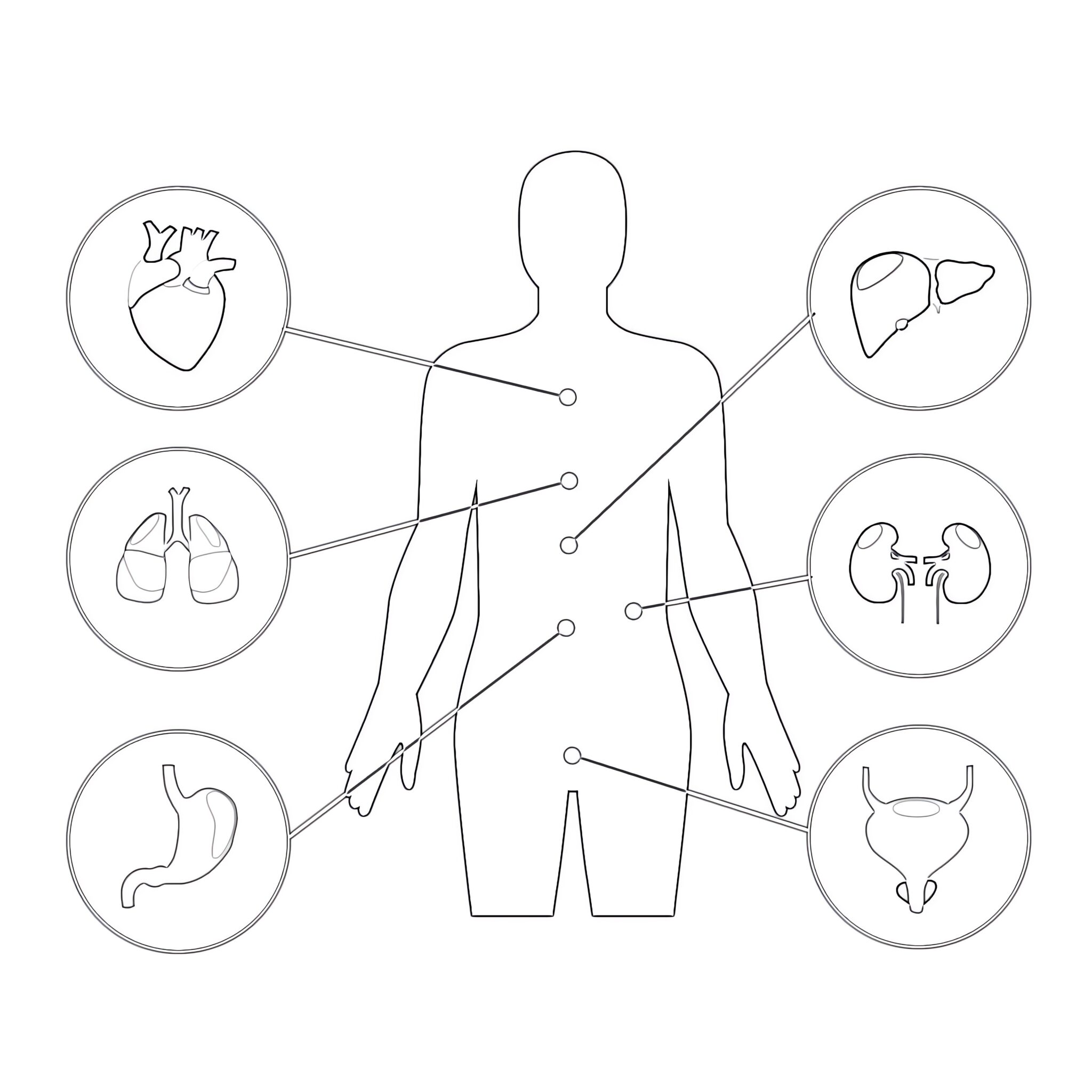 Body Anatomy Coloring Page | Coloring Pages Mimi Panda