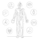 Printable Body Anatomy Coloring Page - Mimi Panda