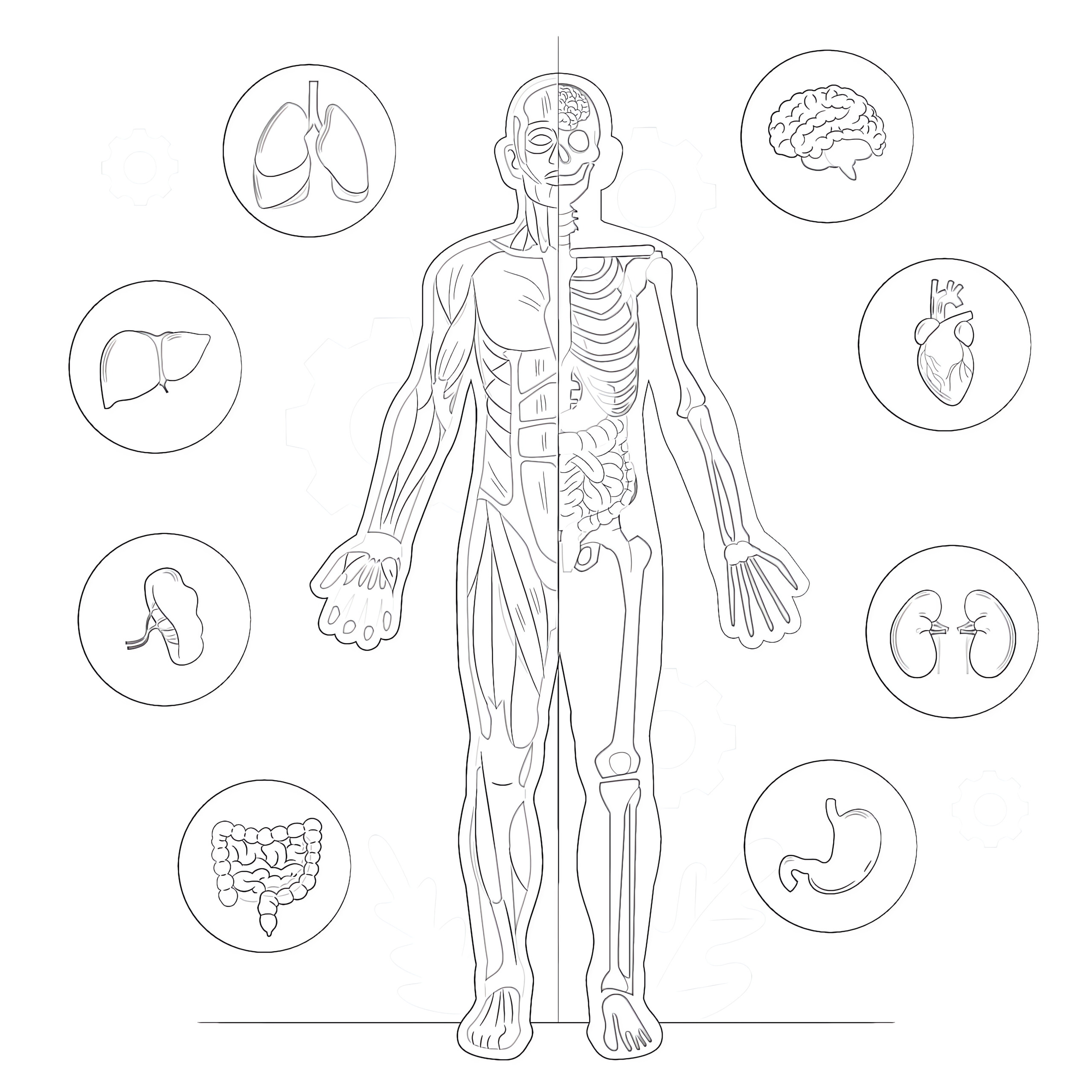 Human Body Coloring Page
