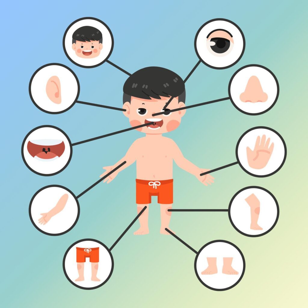 Body Anatomy Coloring Page | Coloring Pages Mimi Panda