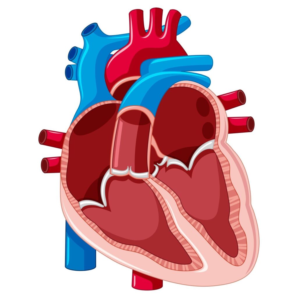 Heart Anatomy | Coloring Pages Mimi Panda