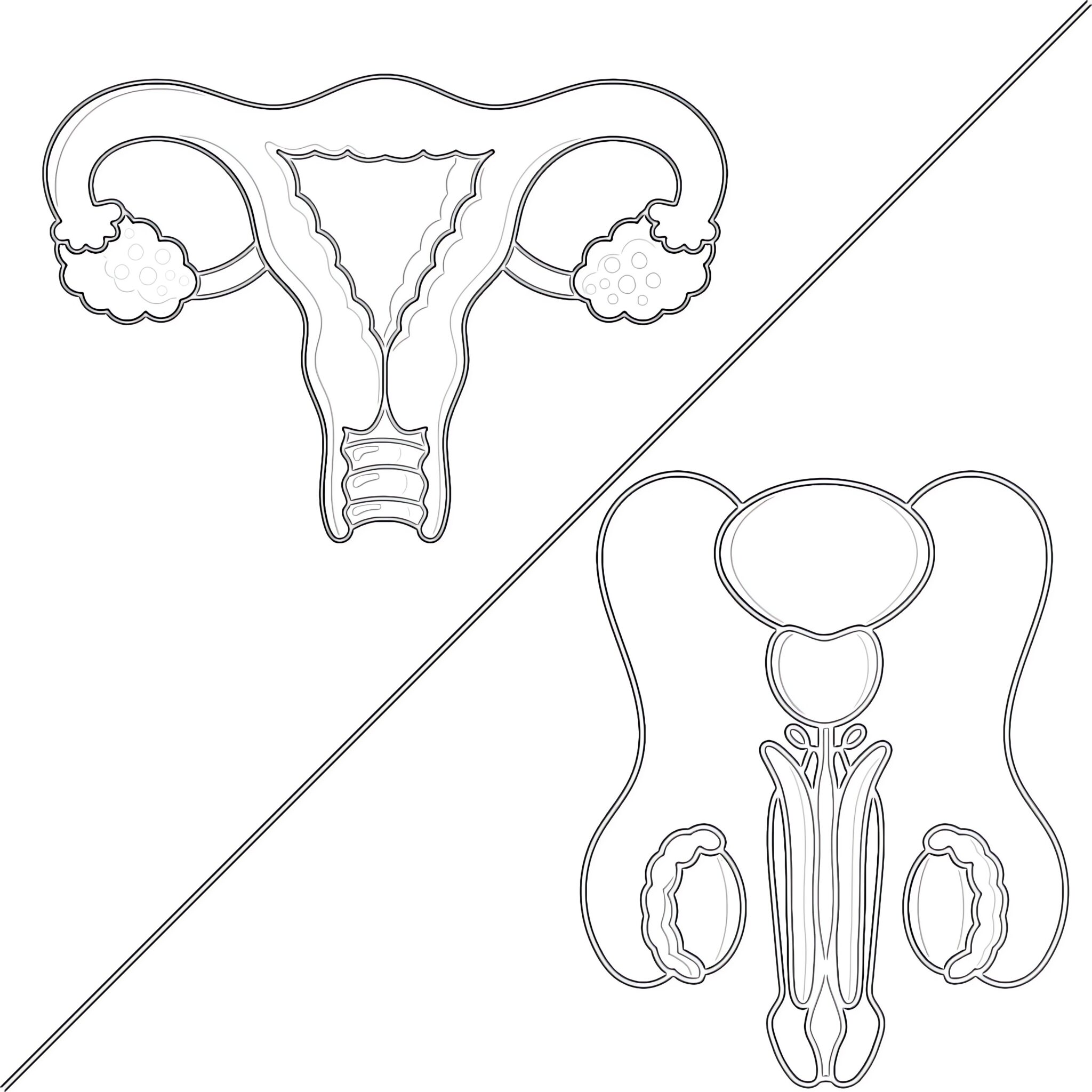 Anatomy Of The Ear Coloring Page | Coloring Pages Mimi Panda