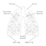 Printable Structure Of The Lungs Coloring Page - Mimi Panda