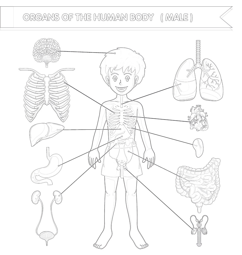 Printable Body Structure Boy Coloring Page - Mimi Panda