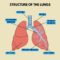 Structure Of The Lungs | Coloring Pages Mimi Panda