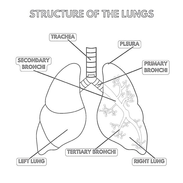Bronchioles Diagram Structure Of The Lungs | Coloring Pages Mimi Panda