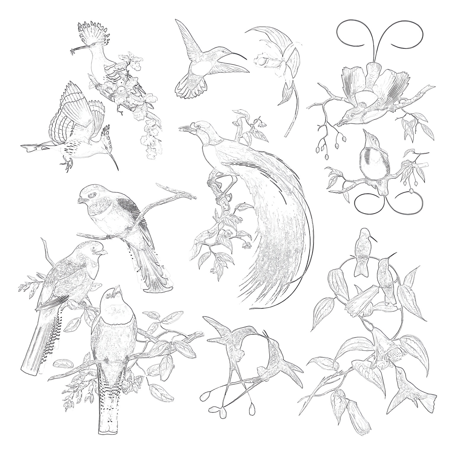 Printable Vintage Beautiful Birds Coloring Page - Mimi Panda