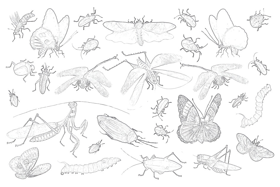 Printable Vintage Insects Coloring Page - Mimi Panda