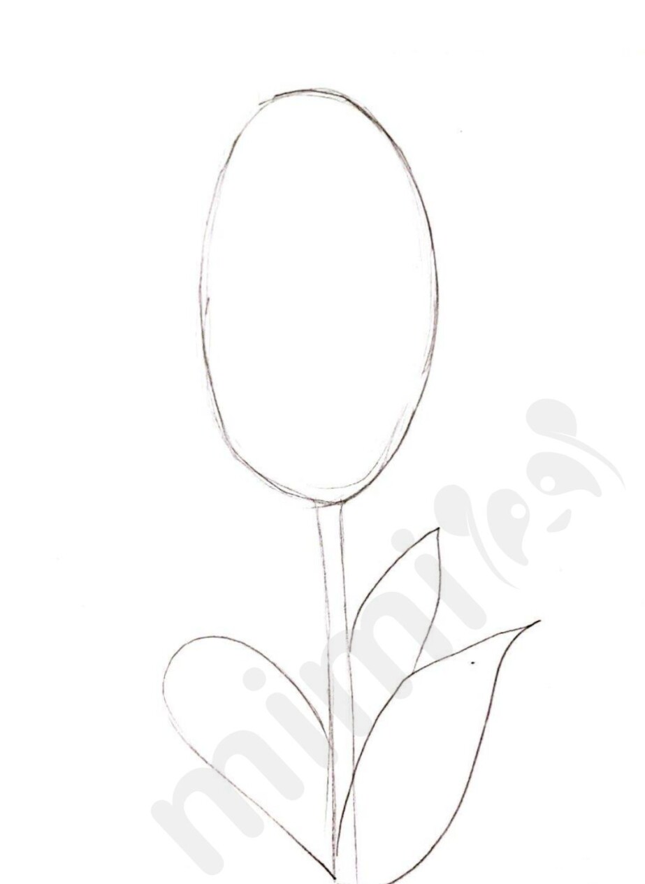 Tulip Drawing: Easy Step-by-Step Tutorial | Mimi Panda