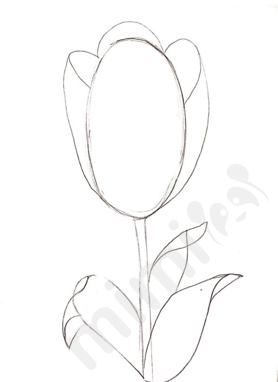 Tulip Drawing: Easy Step-by-Step Tutorial | Mimi Panda