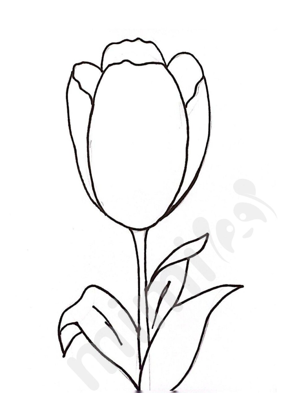 Tulip Drawing: Easy Step-by-Step Tutorial | Mimi Panda