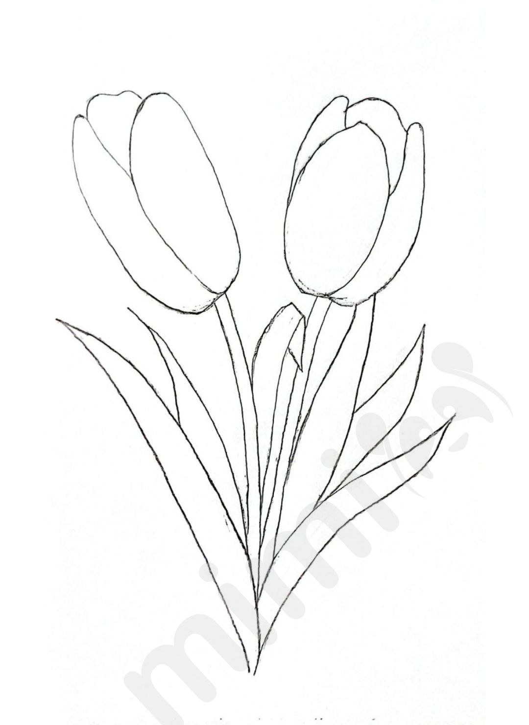 Tulip Drawing: Easy Step-by-Step Tutorial | Mimi Panda