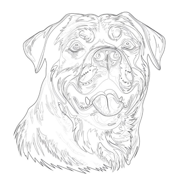 Dog Rottweiler Breed Coloring Page | Coloring Pages Mimi Panda