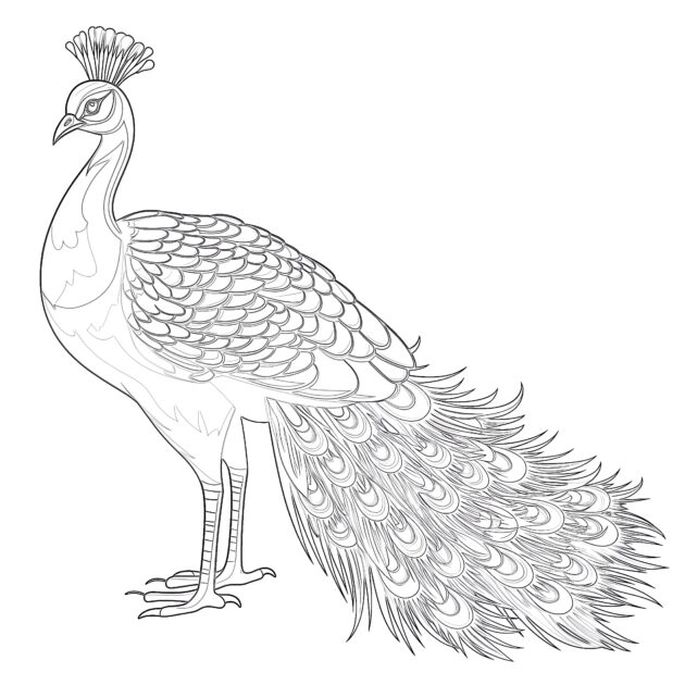 Peafowl Coloring Page | Coloring Pages Mimi Panda