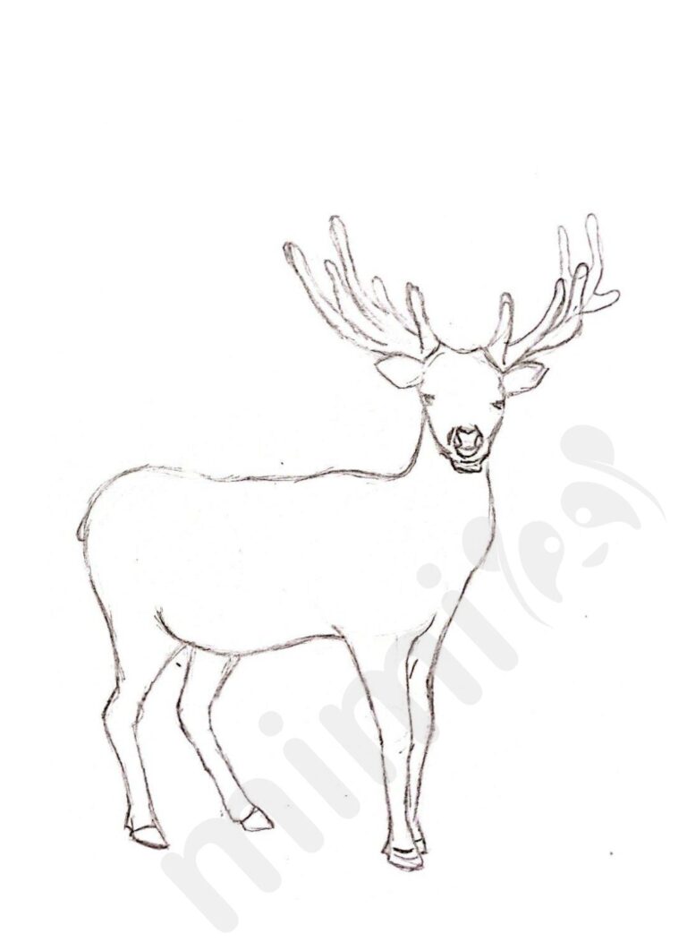 Deer Drawing: Step-by-Step Tutorial | Mimi Panda