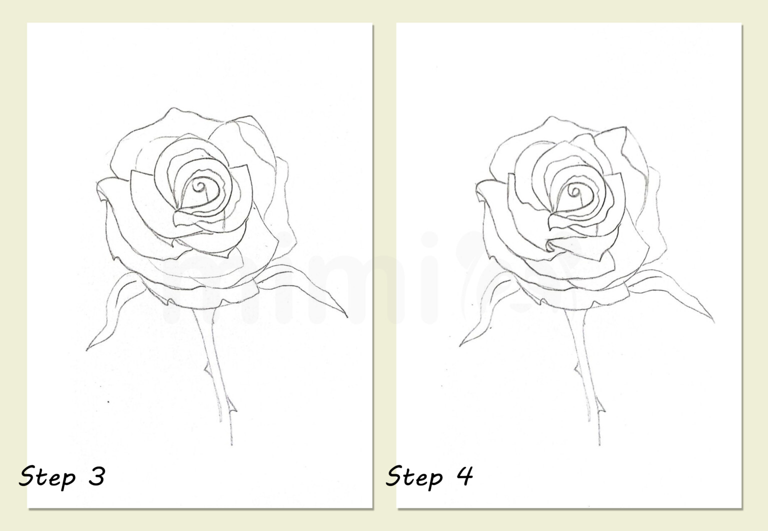 Rose Drawing: Step-by-Step Tutorial | Mimi Panda