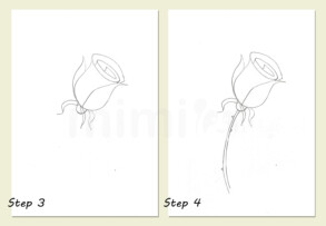 Rose Drawing: Step-by-Step Tutorial | Mimi Panda