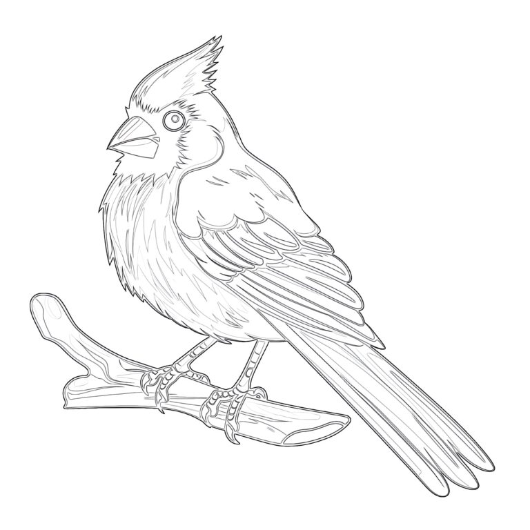 Birds Coloring Pages | Coloring Pages Mimi Panda