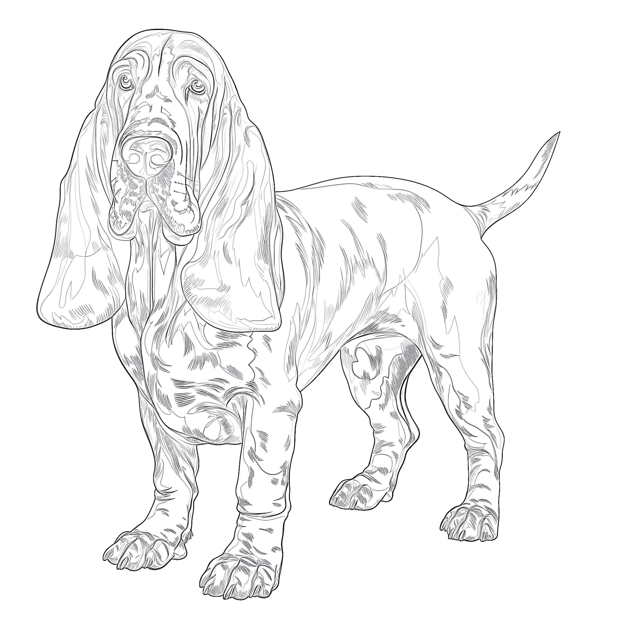 Basset Hound Coloring Page | Coloring Pages Mimi Panda