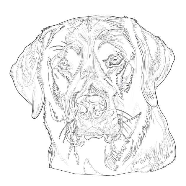 Black Lab Coloring Pages | Coloring Pages Mimi Panda