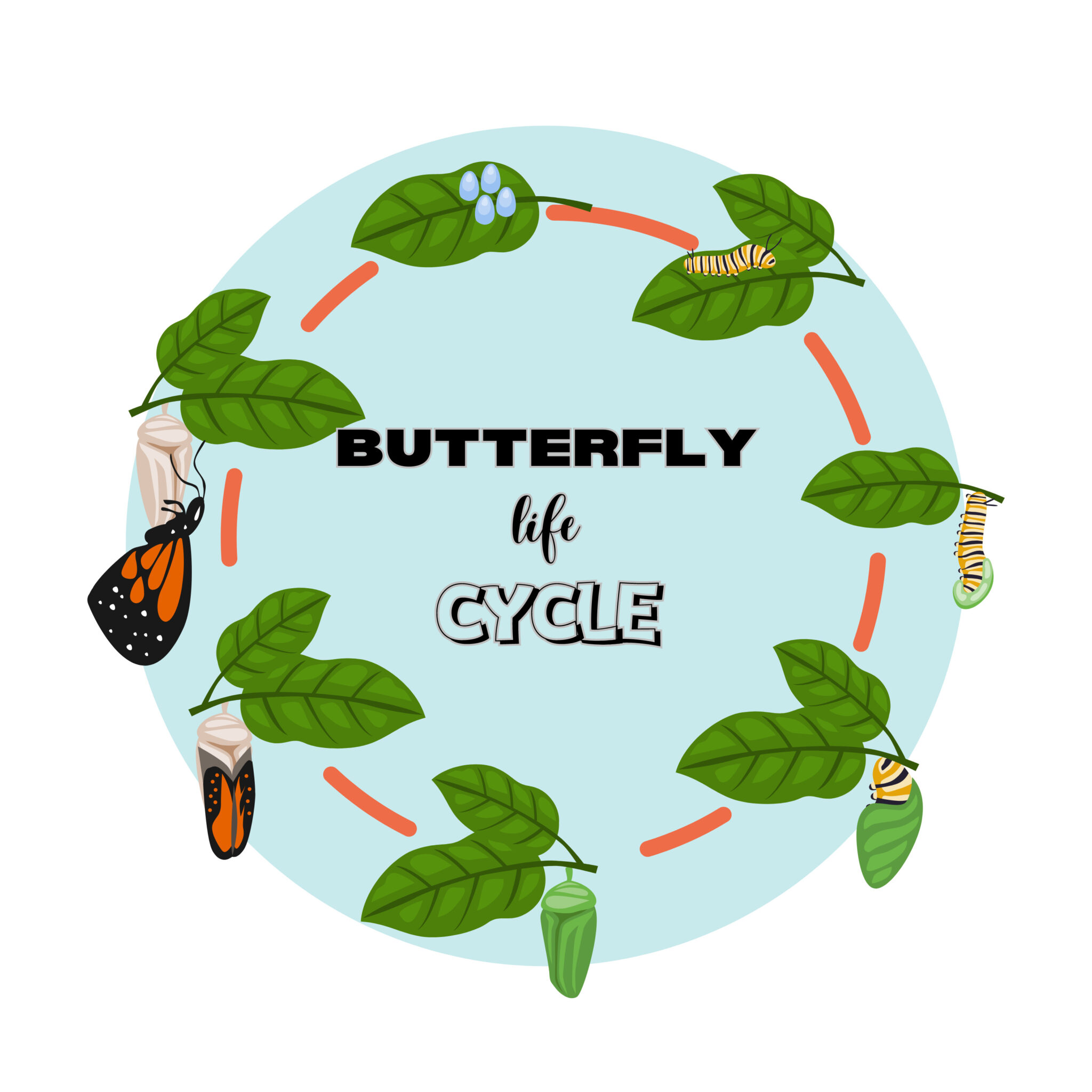 Ciclo de la Mariposa Página Para Colorear | Páginas Para Colorear Mimi ...