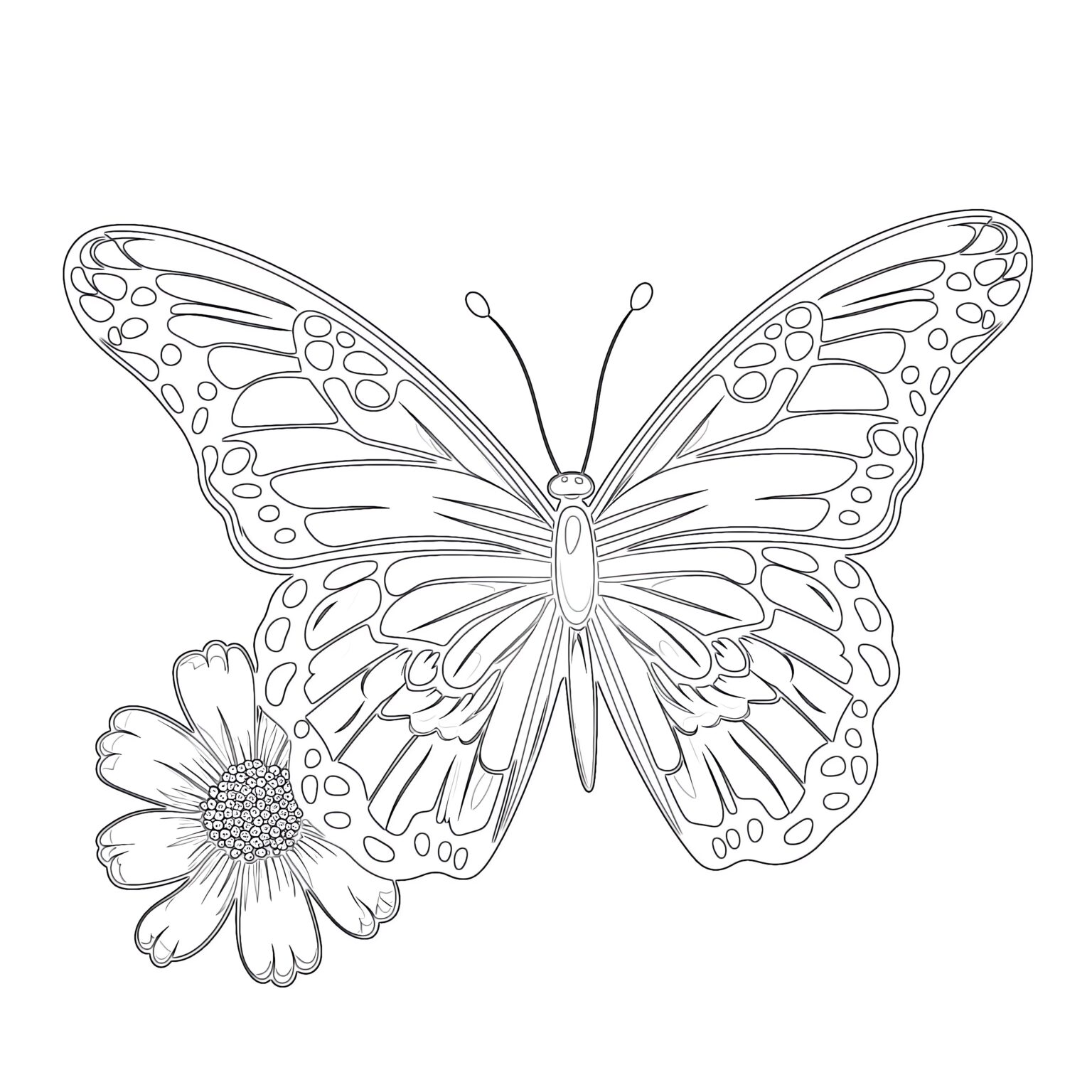 Butterfly Pictures Coloring Pages | Coloring Pages Mimi Panda