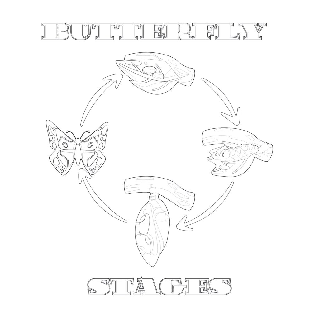 Etapas de la Mariposa Páginas Para Colorear | Páginas Para Colorear ...