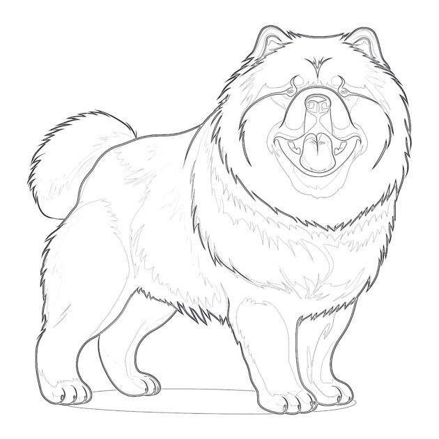 Chow Chow Coloring Pages | Coloring Pages Mimi Panda