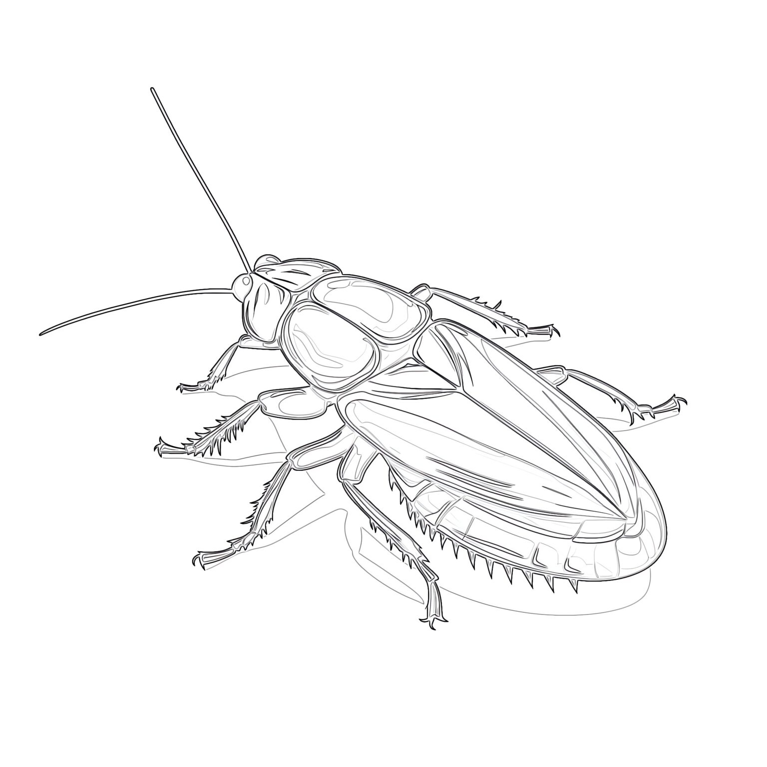 Cockroach Coloring Page | Coloring Pages Mimi Panda