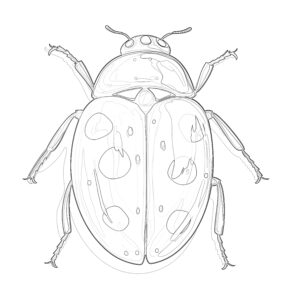 Free Printable Ladybug Coloring Pages | Coloring Pages Mimi Panda