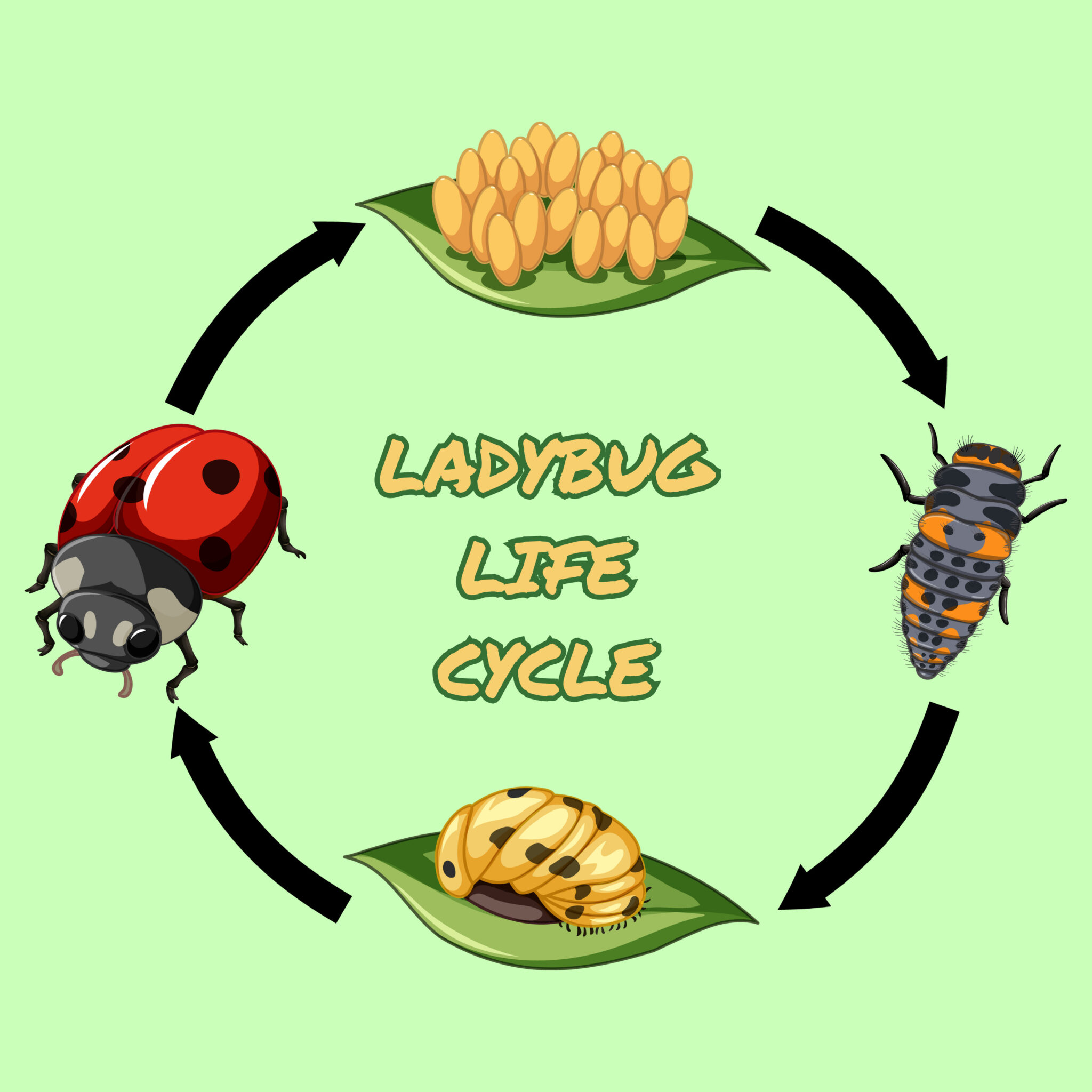 Ladybug Life Cycle Coloring Page | Coloring Pages Mimi Panda Ladybug Life Cycle Coloring Page | Coloring Pages Mimi Panda