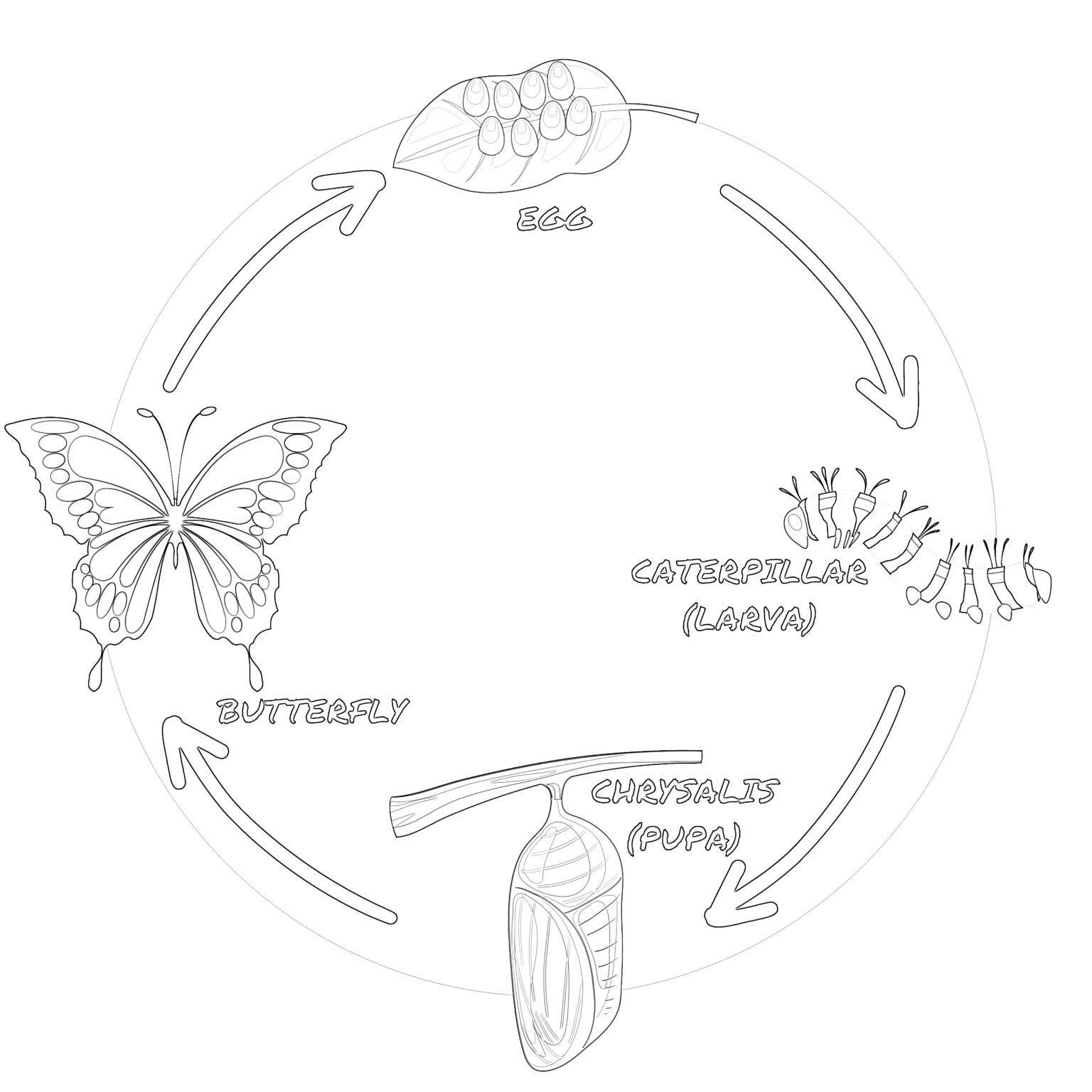Printable Butterfly Life Cycle Coloring Page | Coloring Pages Mimi Panda