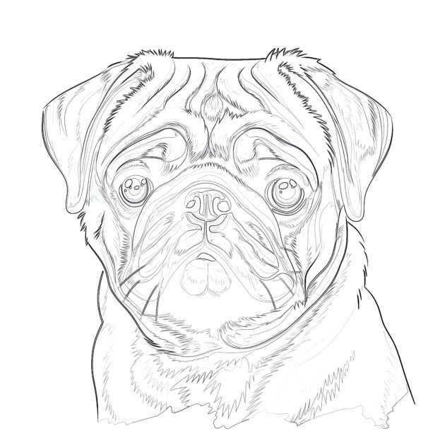 Pug Dog Coloring Pages | Coloring Pages Mimi Panda