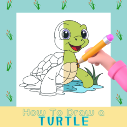 How to Draw a Turtle: A Step-by-Step | How to Mimi Panda