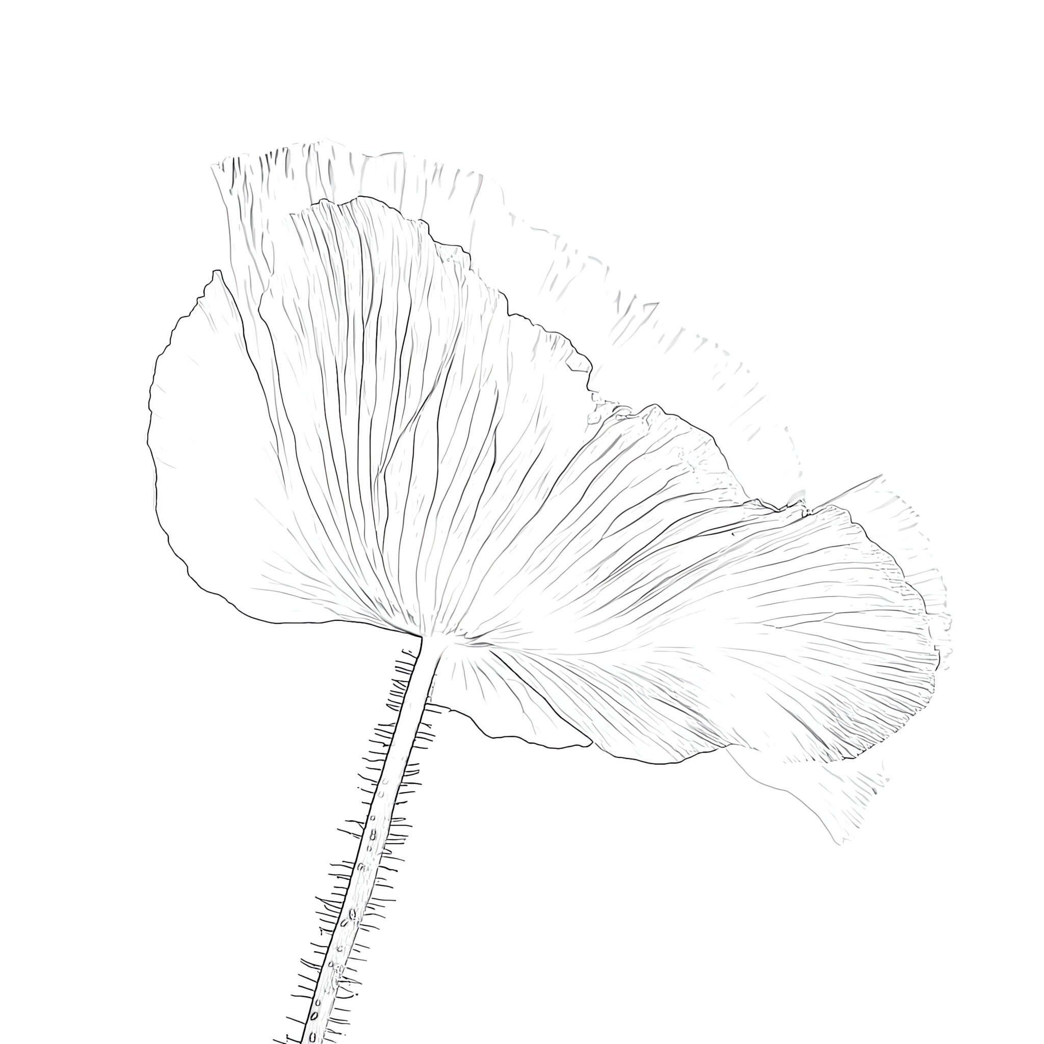 Coloring Pages Of Poppies | Coloring Pages Mimi Panda